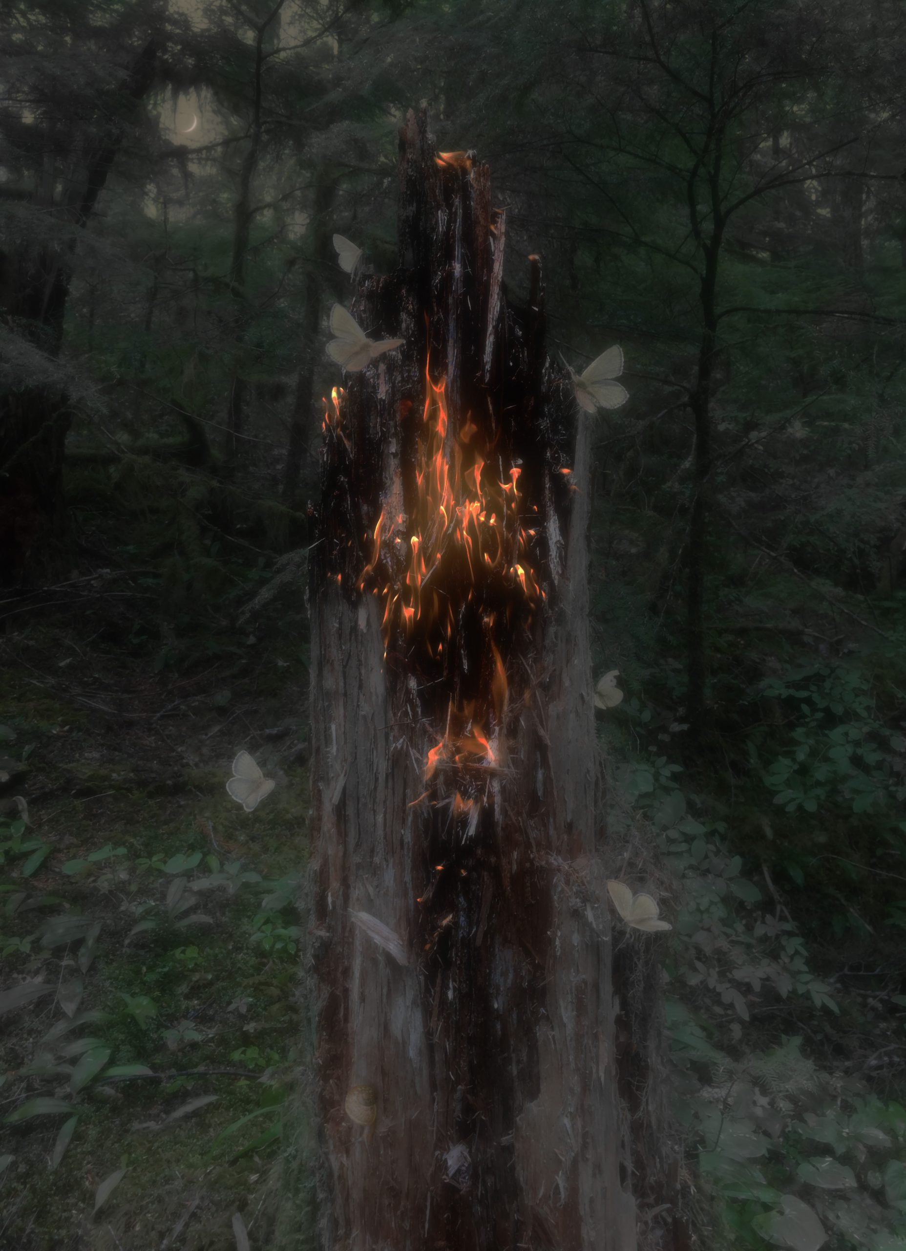 Female Pentimento - NR