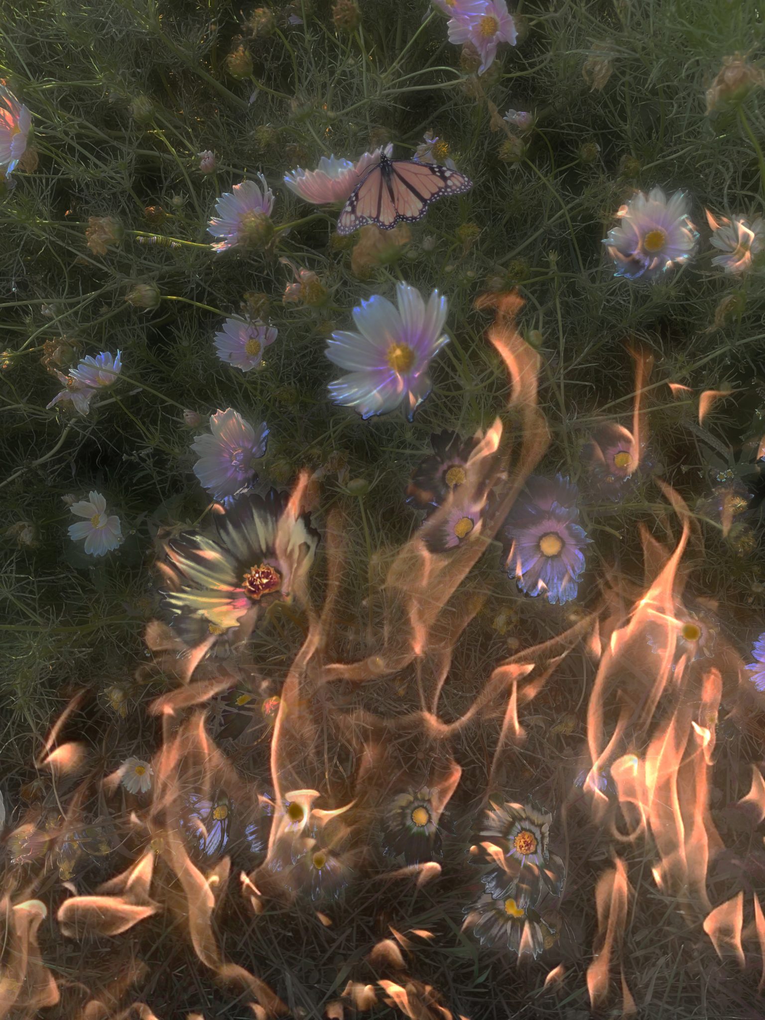 Female Pentimento - NR