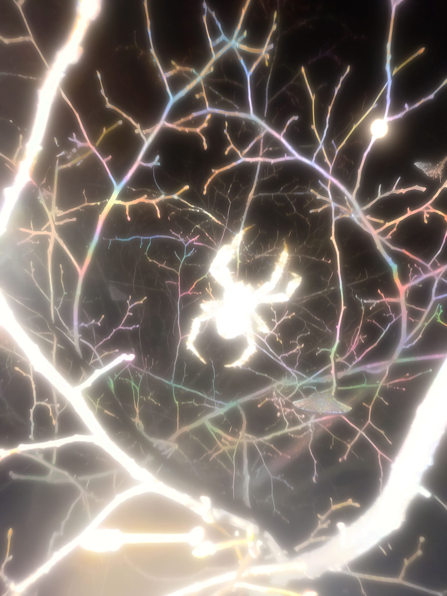 Female Pentimento - NR